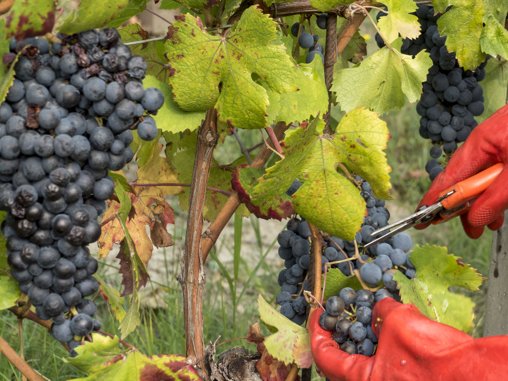 Vendemmia: le previsioni per Italia, Francia e Spagna - L'Informatore ... Vendemmia: le previsioni per Italia, Francia e Spagna - L'Informatore ...