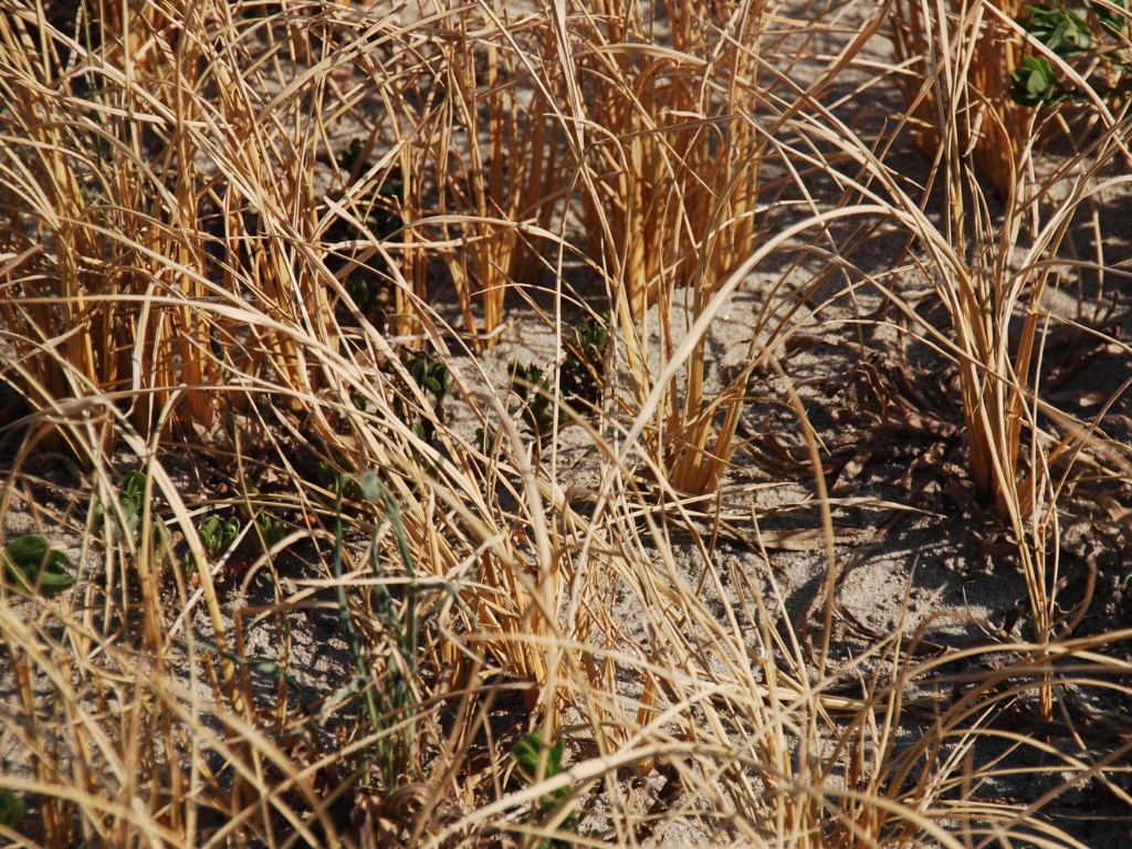Riso, la siccità brucia 23.000 ettari - L'Informatore Agrario