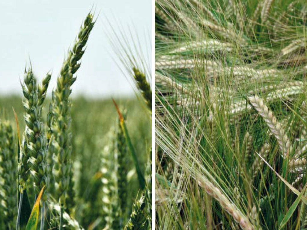Grano tenero e orzo protagonisti delle prossime semine - L'Informatore ...