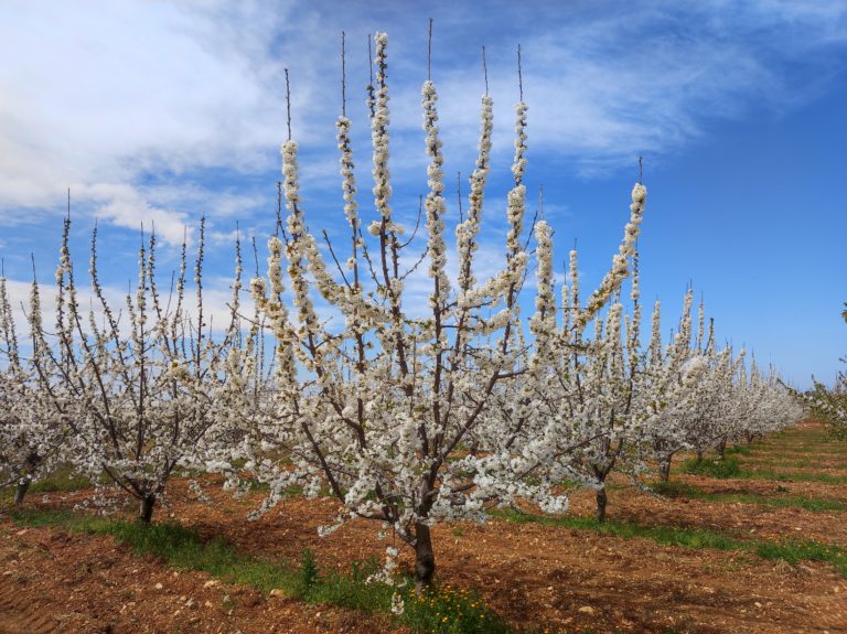 Ciliegio, coltura sostenibile ma con poca innovazione - L'Informatore ...