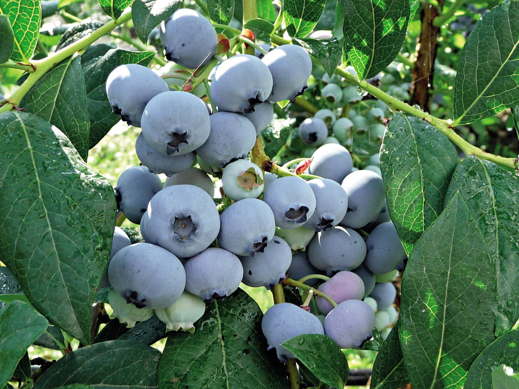 Il mirtillo protagonista al prossimo Macfrut - L'Informatore Agrario