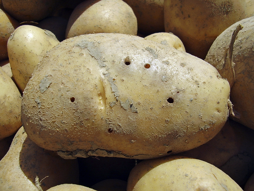 Emergenza elateridi su patata: urgono soluzioni - L'Informatore Agrario