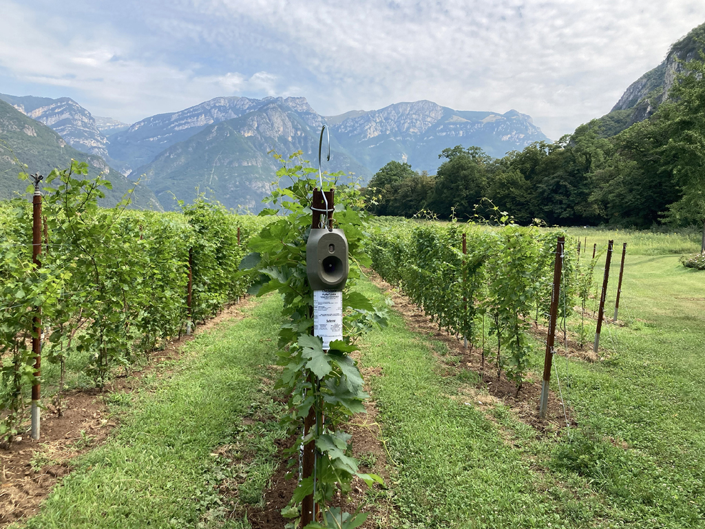 Suterra festeggia i 25 anni di Puffer - L'Informatore Agrario