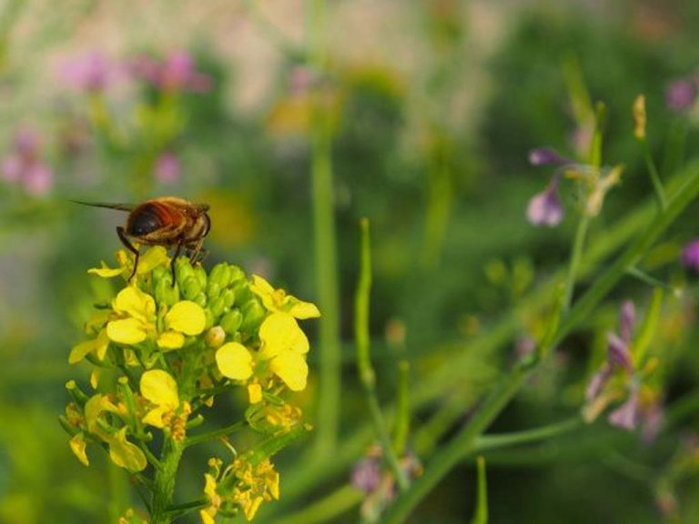 Padana Sementi, i miscugli per l’Ecoschema 5 - L'Informatore Agrario