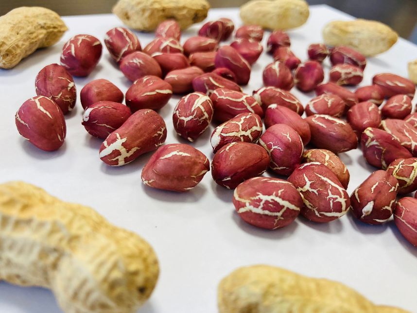 Da Seed House Sadovo varietà di arachidi - L'Informatore Agrario