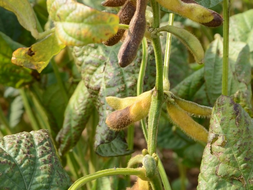 Stelo verde della soia: esenti i secondi raccolti - L'Informatore Agrario