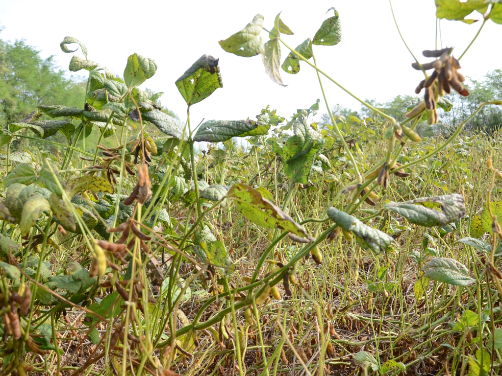 Stelo verde della soia: esenti i secondi raccolti - L'Informatore Agrario