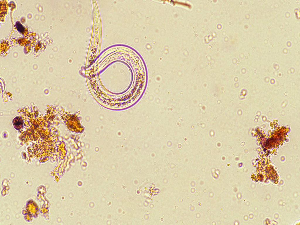 Nematodi in vigneto: se li conosci, li previeni - L'Informatore Agrario