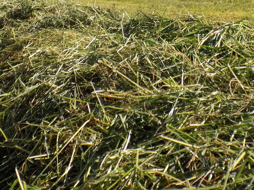 Cereali autunno-vernini: molti vantaggi, ma attenzione all'insilamento ...