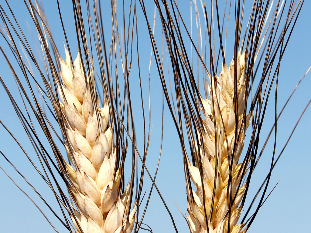 Grano duro: +12% di produzione nazionale nel 2023 - L'Informatore Agrario