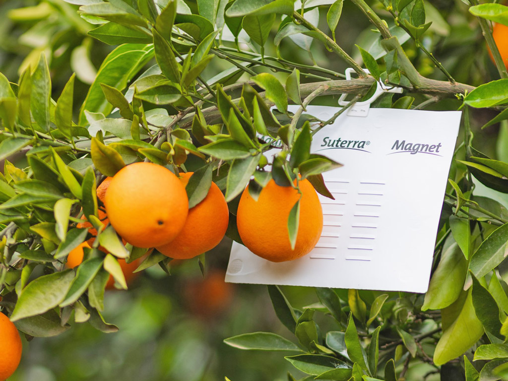 Suterra, nuovo impiego per Magnet MED - L'Informatore Agrario