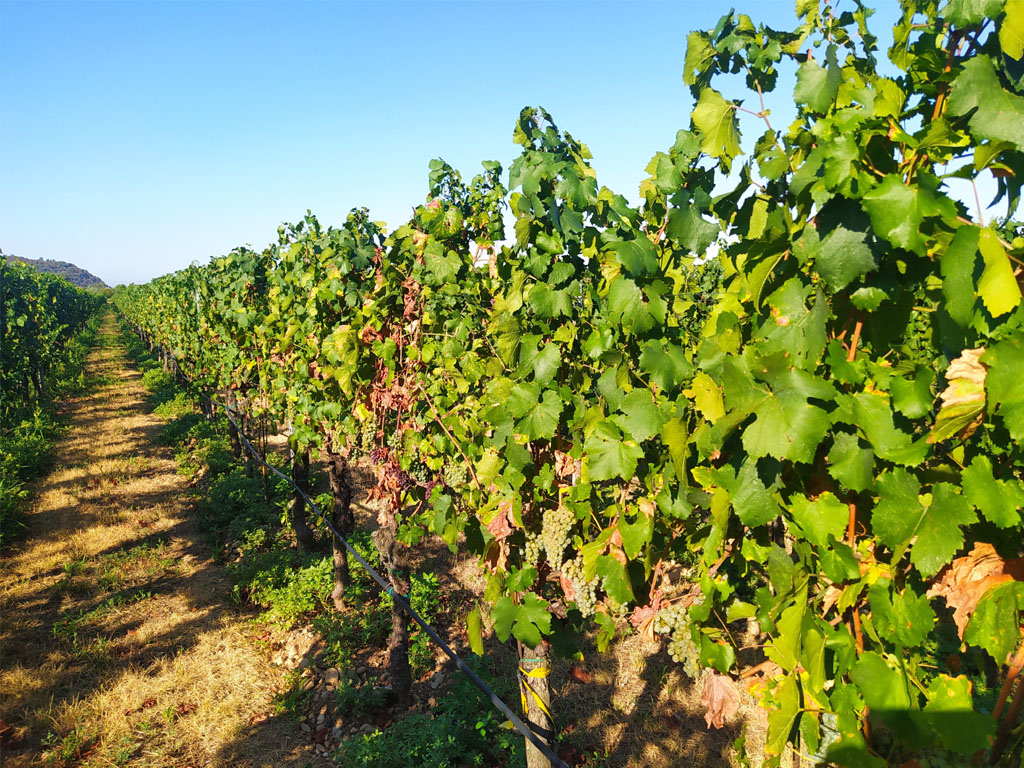 Mitigare l’influenza del cambiamento climatico in vigneto - L ...