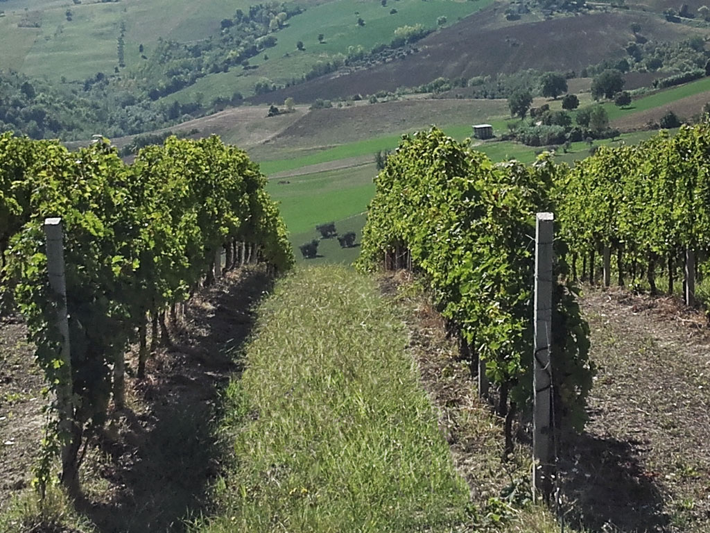 Inerbimento in vigneto contro erosione e stress idrico - L'Informatore ...