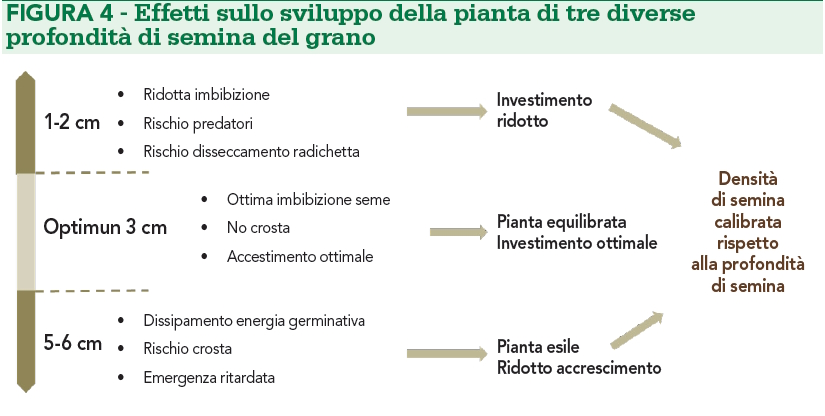 Semina del frumento: consigli per effettuarla al meglio - L'Informatore ...
