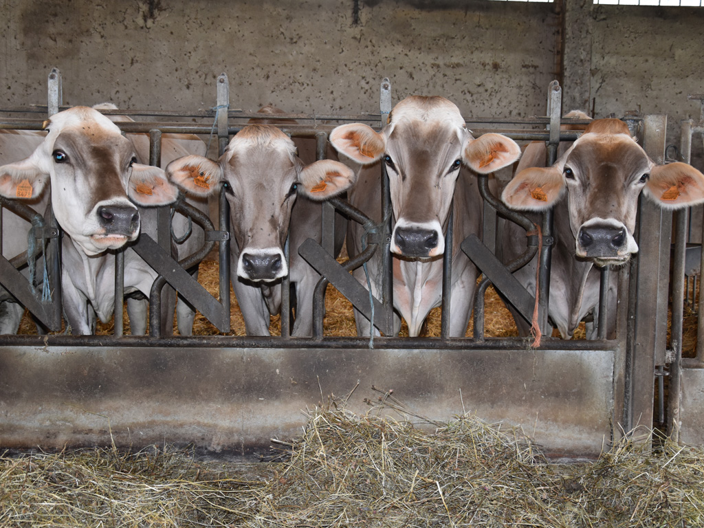 Allevatori di Bruna da 4 generazioni: una stalla che punta su benessere ...