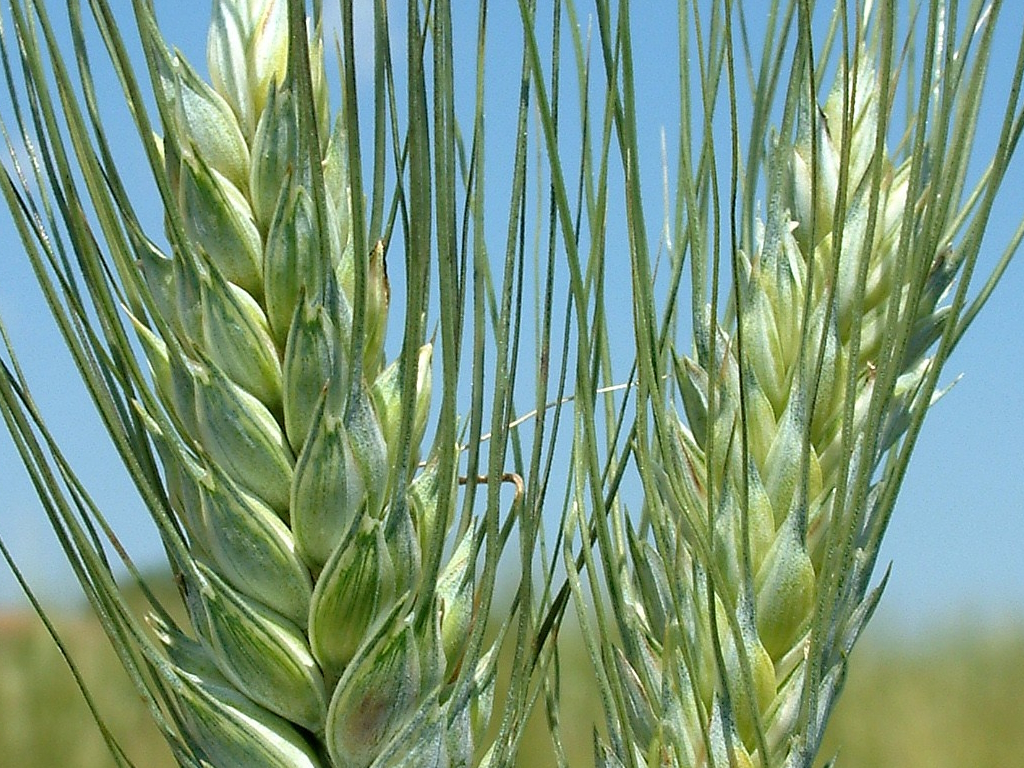 Le sfide per la genetica a 50 anni dal grano duro Creso - L'Informatore ...
