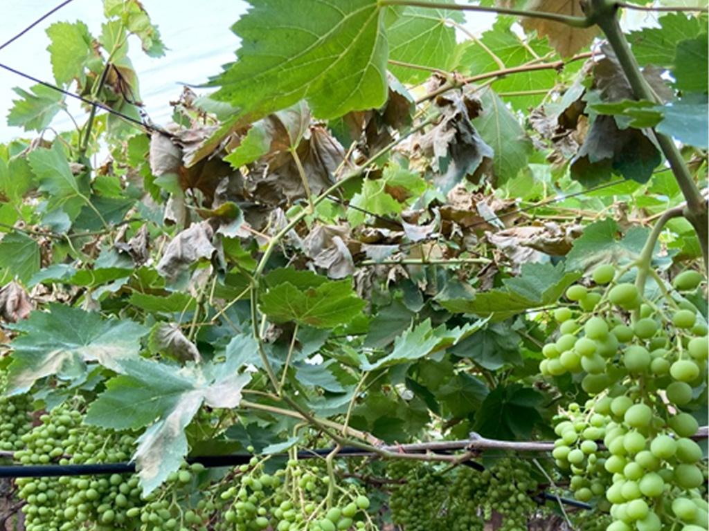 Fisiopatie della vite causate dal cambiamento climatico - L'Informatore Agrario