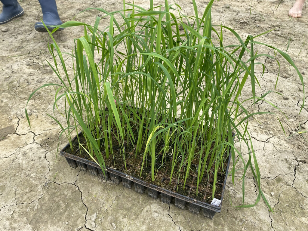 Via al trapianto di RIS8imo: il primo riso Tea - L'Informatore Agrario