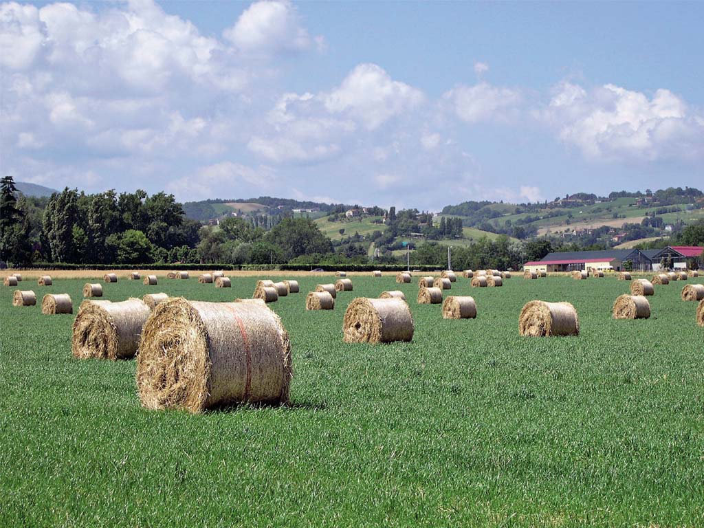 Foraggi italiani, buon prodotto e prezzi mantengono competitiva l'Italia