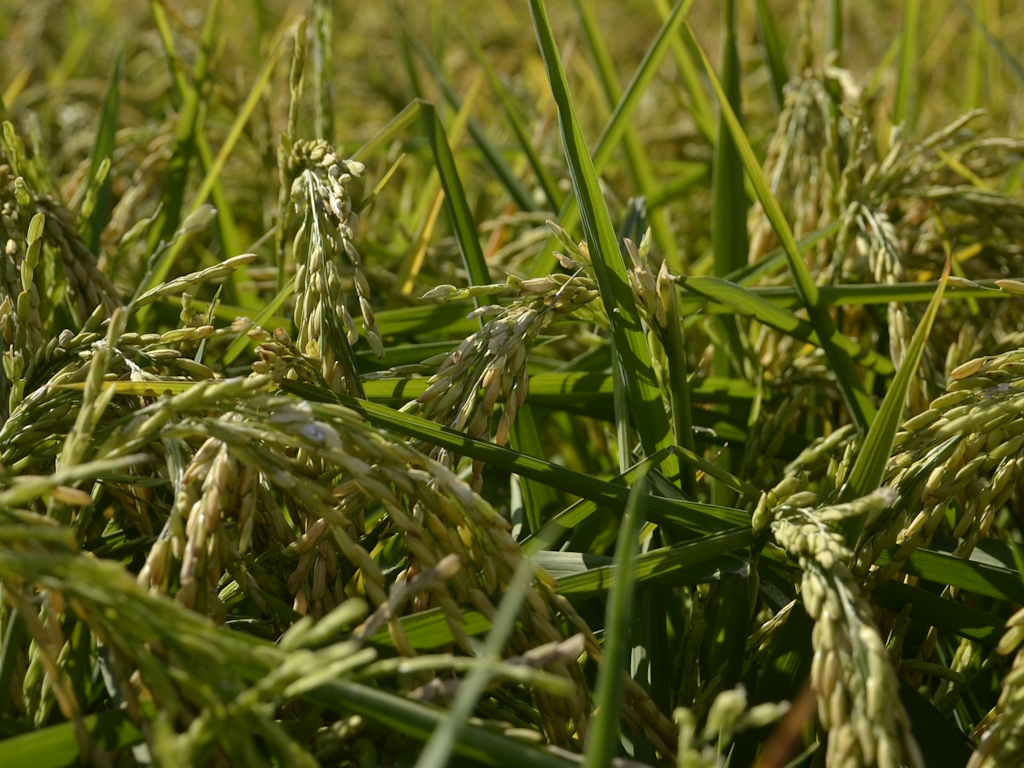 Raccolto del riso in forte ritardo - L'Informatore Agrario