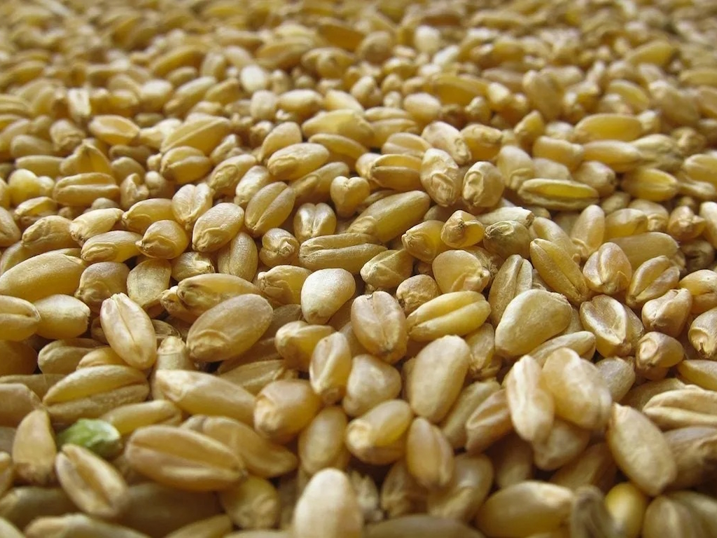 Grano duro: rese alte ma qualità bassa - L'Informatore Agrario