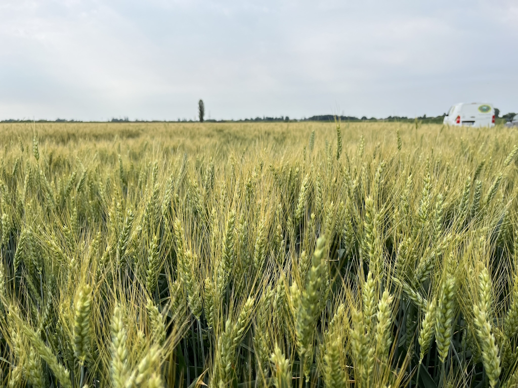 Il frumento italiano tra sostenibilità, reddito e Made in Italy - L ...