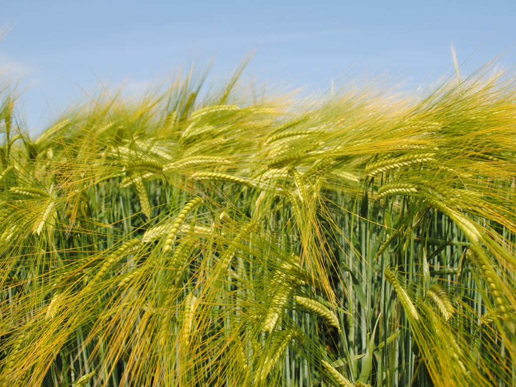 RAGT acquista il business orzo da malto da Syngenta - L'Informatore Agrario