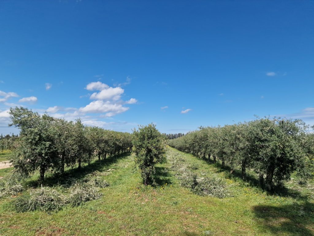Oliveto superintensivo, la longevità dipende da varietà e vigoria - L ...